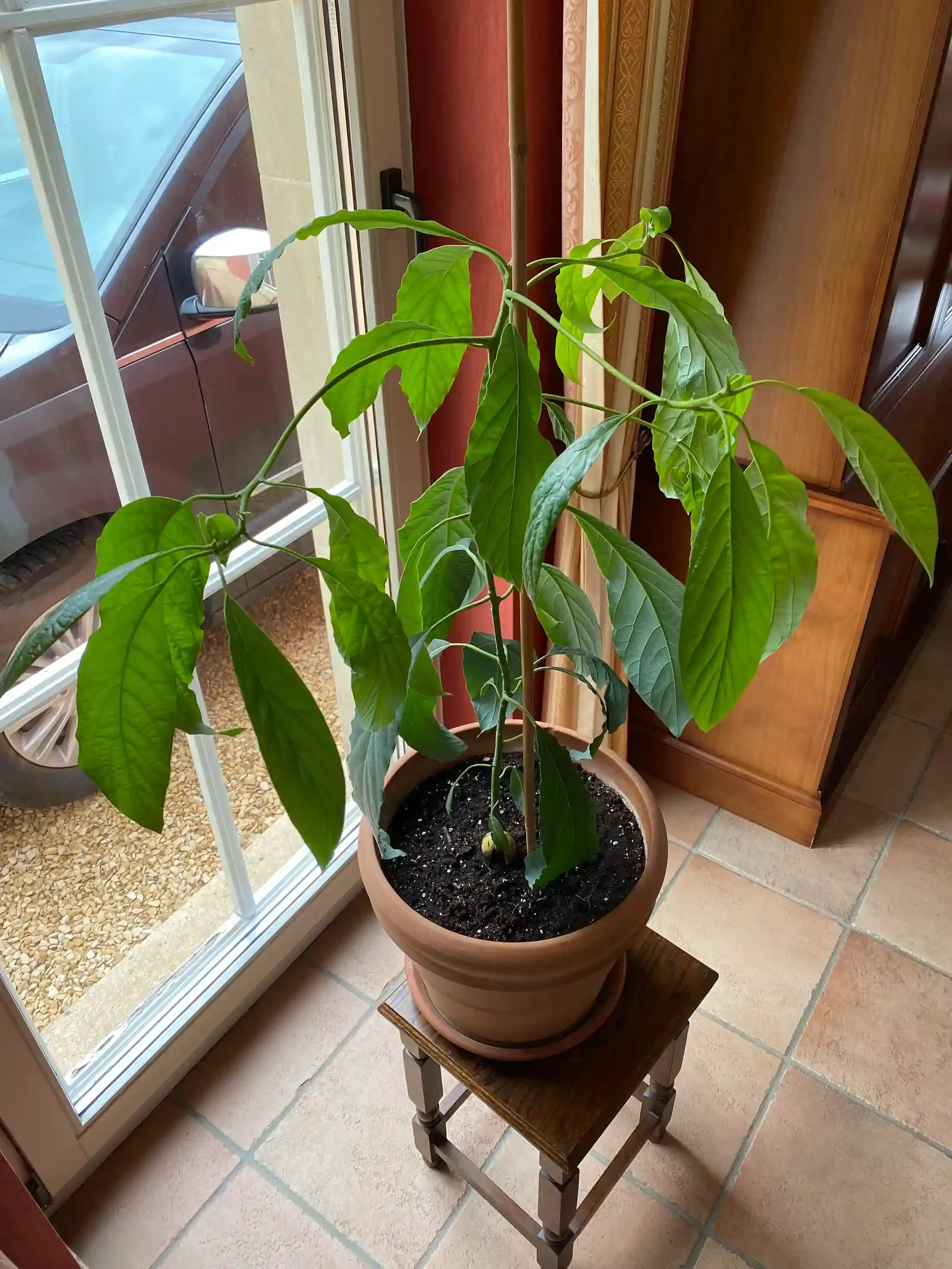 indoor avocado tree