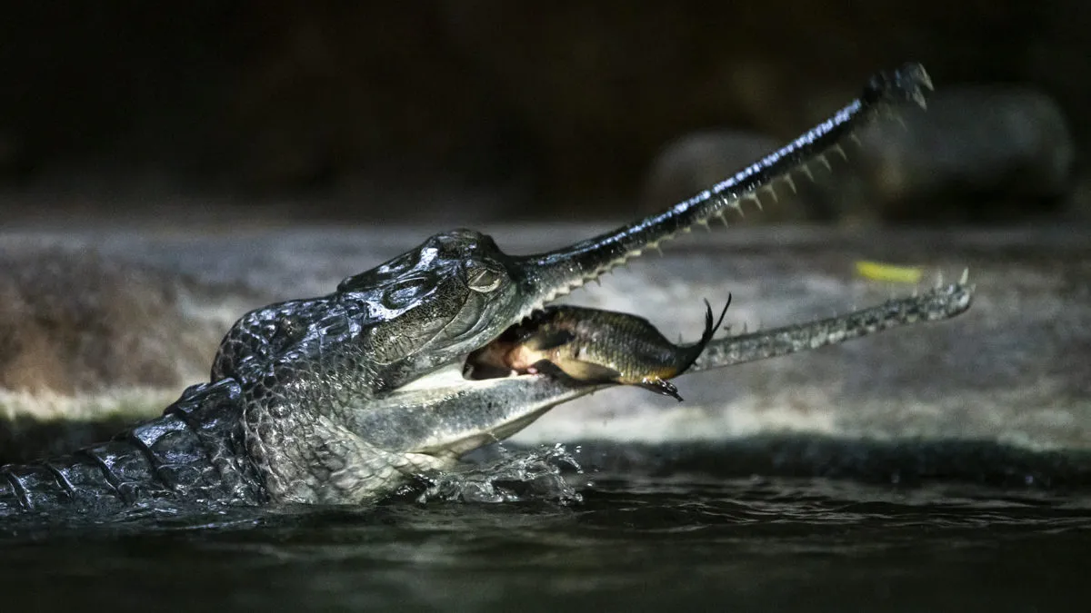 gharial eating