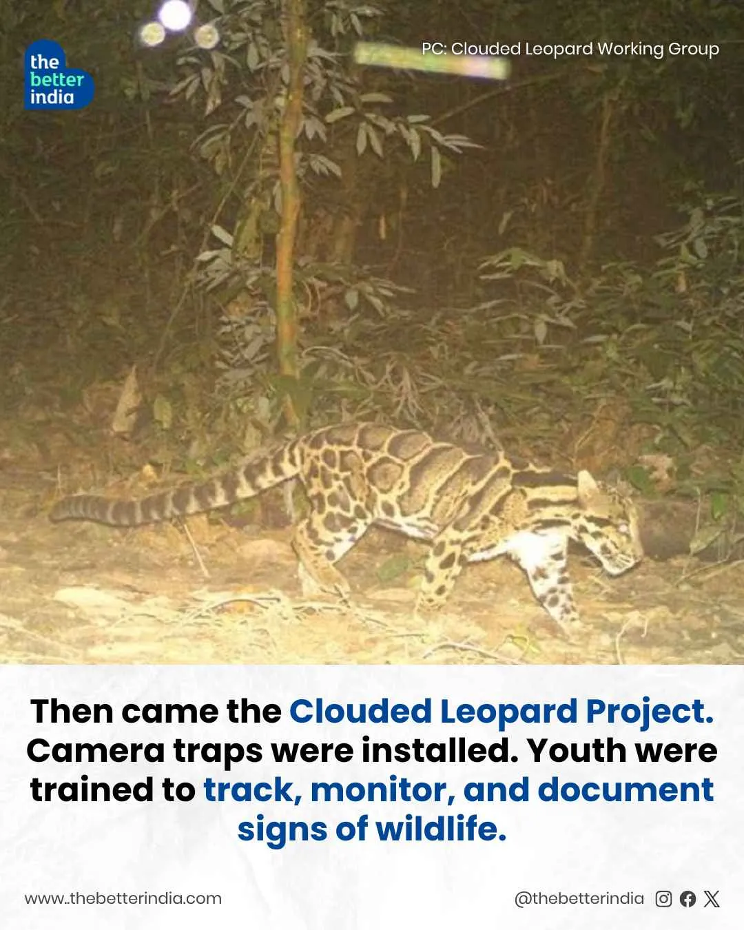 clouded leopard in india
