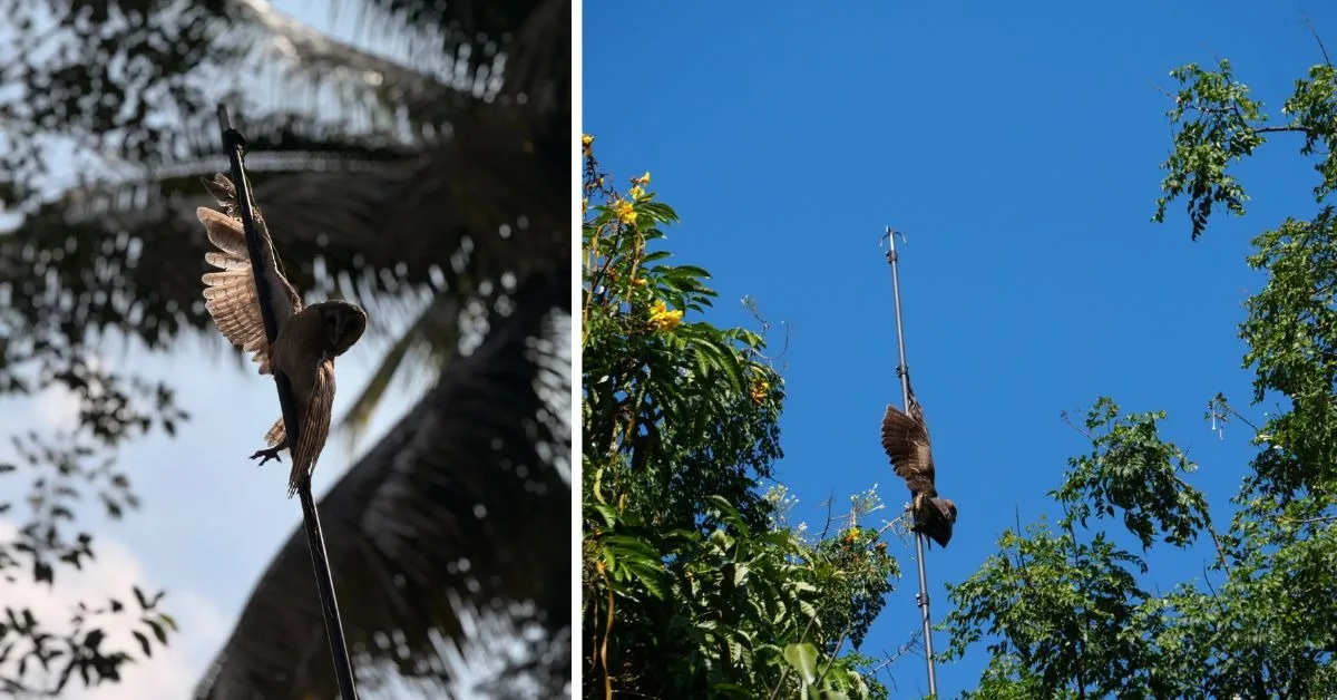 PfA Wildlife Hospital in Bengaluru Is Rescuing & Treating Birds Injured ...