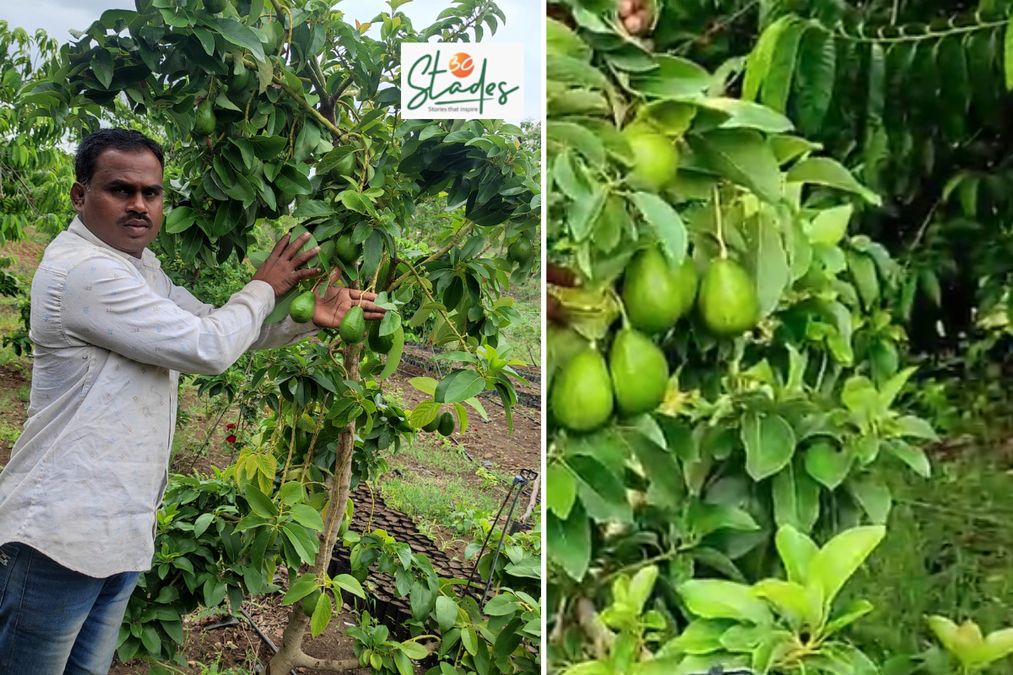 How this farmer makes a profit of Rs10 lakh per acre from avocado ...