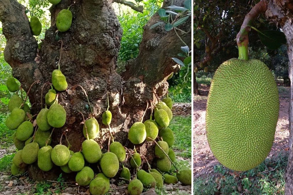 Panruti: The jackfruit capital of India