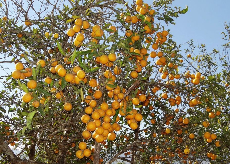 Kachai: The lemon village of India
