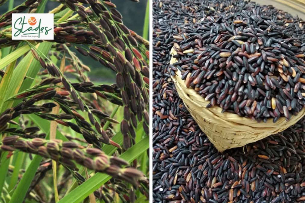 From royal kitchens to global shelves: The rise of Manipur’s black rice ...