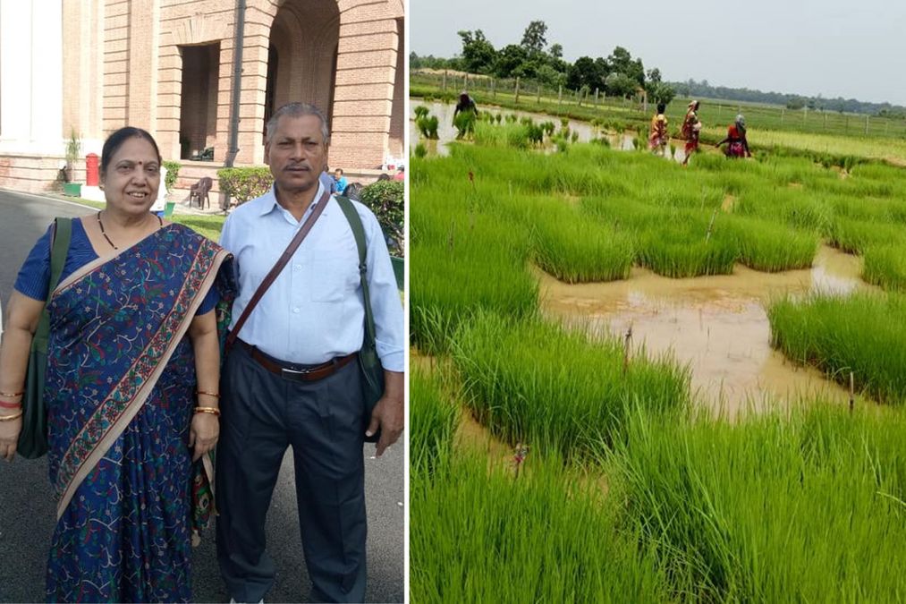 This septuagenarian Odisha couple has saved 1072 native rice varieties ...
