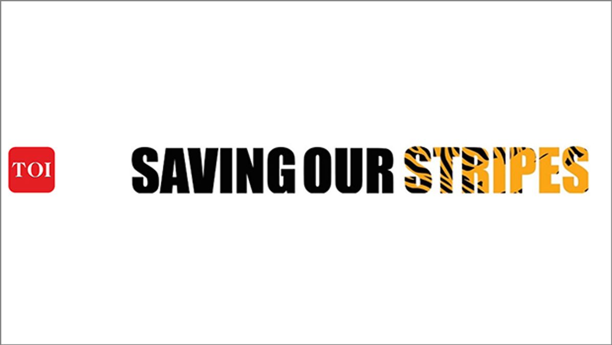 TOI's "Saving Our Stripes" campaign aims to raise awareness for Tiger ...