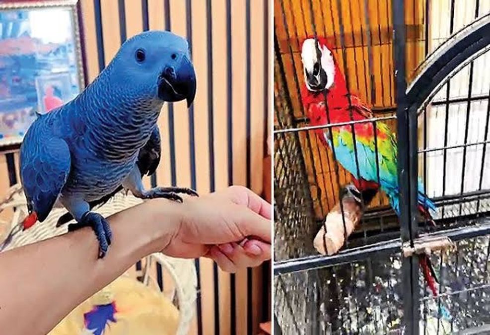 Exotic parrots worth ₹17 lakh recovered in Ahmedabad