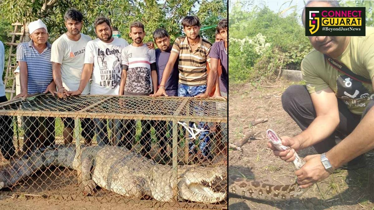 A 13 foot crocodile rescued by GSPCA Volunteers from Dumad village near ...