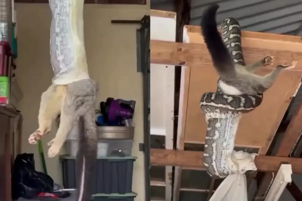 Animal Video: Terrifying! Massive Python Hangs From Ceiling Mid-Air ...