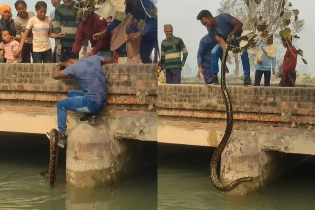Viral Video: Damdar Khiladi! Man Acrobatically Rescues 15-Foot-Long ...