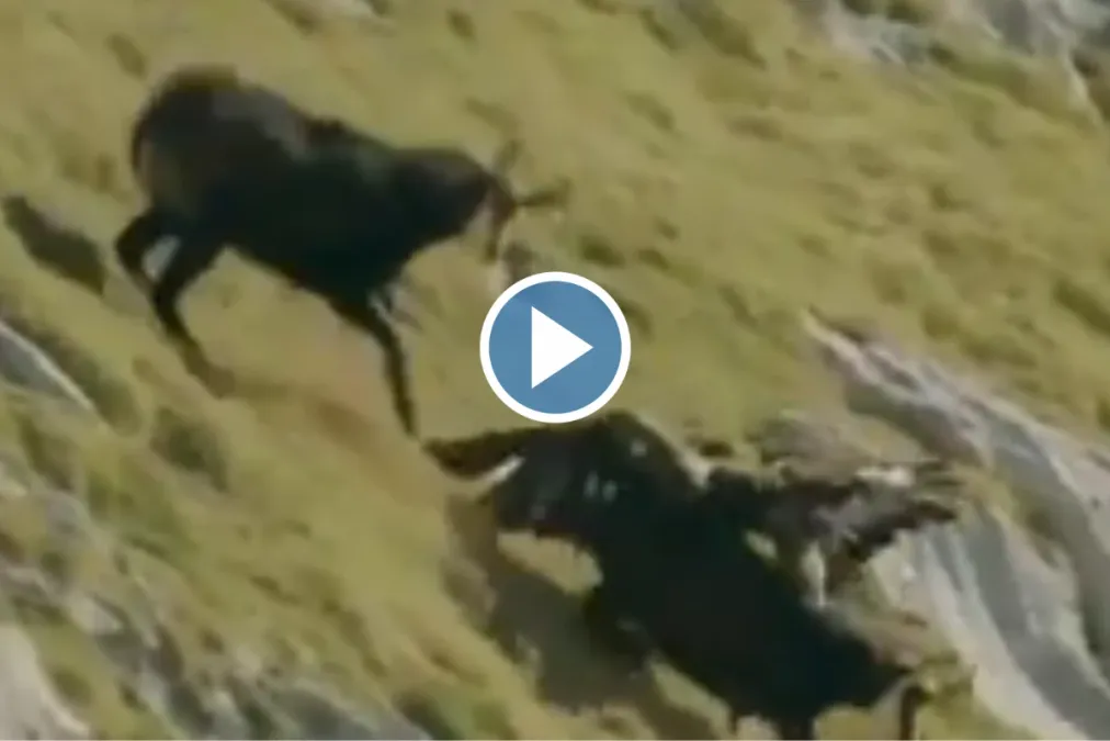 Viral Video: A battle for survival - mountain goat's last ditch effort ...