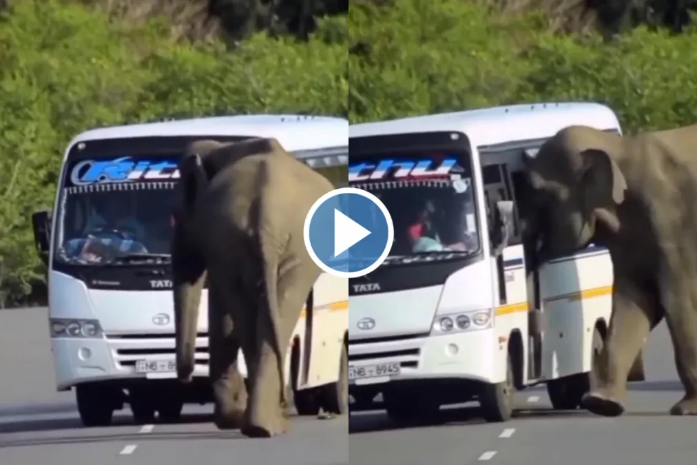 Viral Video: Have you ever seen an elephant board a bus? Watch video to ...
