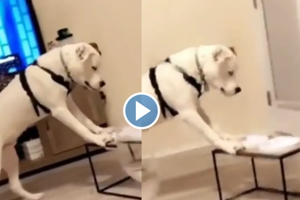 Viral Video: The Unusual Act of This Dog Wins Netizens Heart, watch to ...