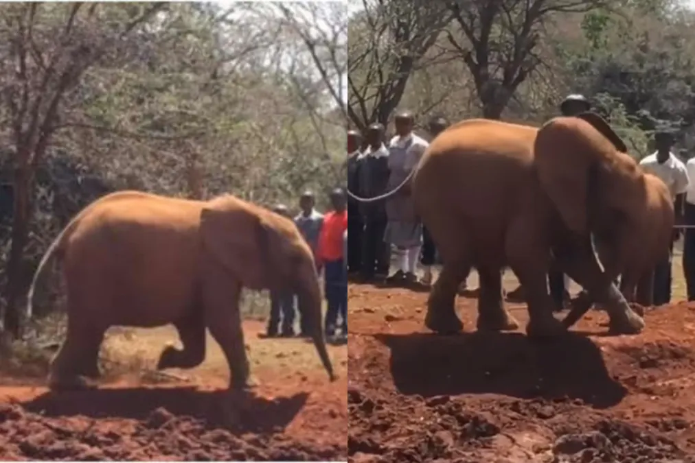 Viral Video: This cute baby elephant steps on its own trunk while ...