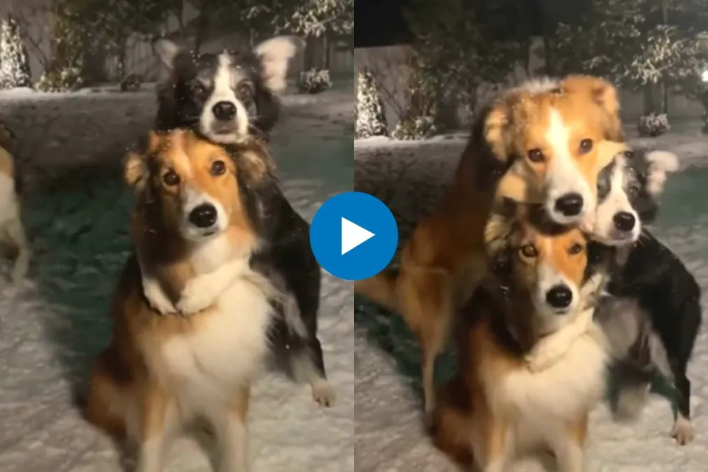 Viral Video: Dogs can be fun! Adorable video of cute dogs hugging each ...