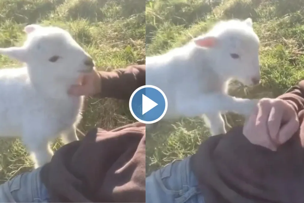 Viral video: Love and affection goes beyond humans! Watch how this lamb ...
