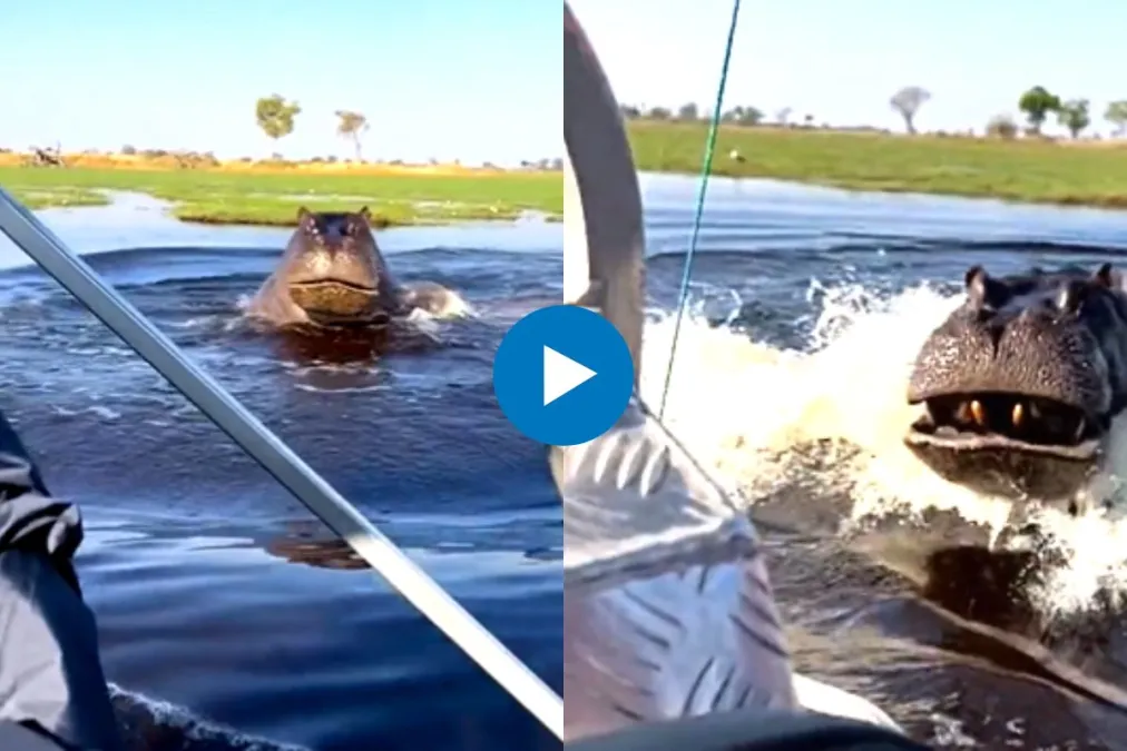 Viral Video: Boating Gone Wrong! Hippo chases motorboat-riding people ...