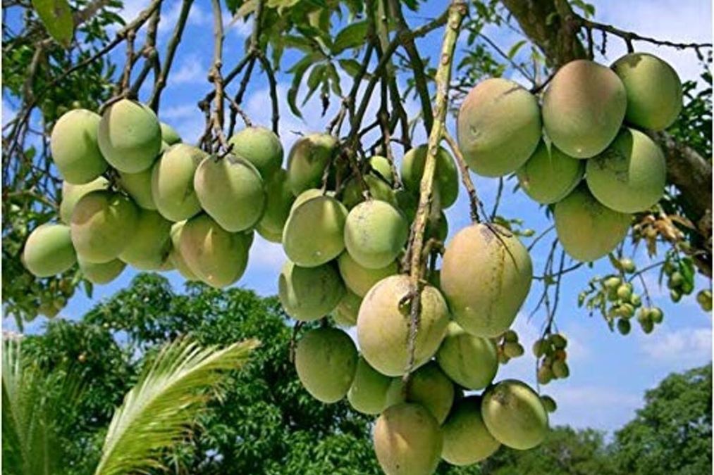 Patna’s famous ‘Dudhiya Malda' mangoes on the verge of extinction