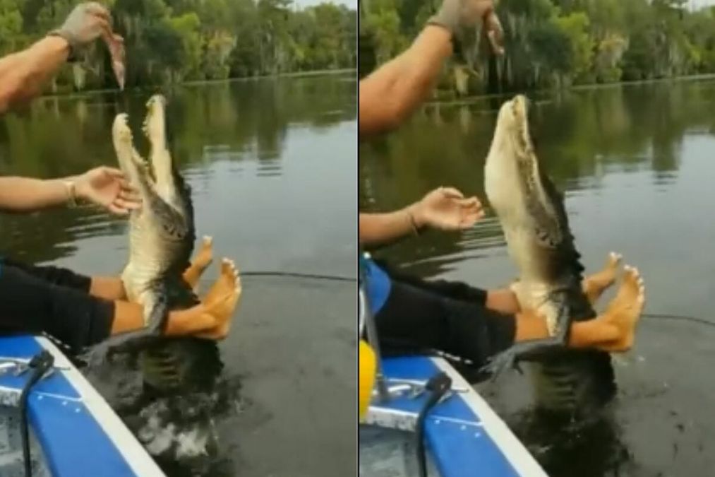 Viral Video: The Daredevil Encounter! Man Hand Feeds Crocodile From ...