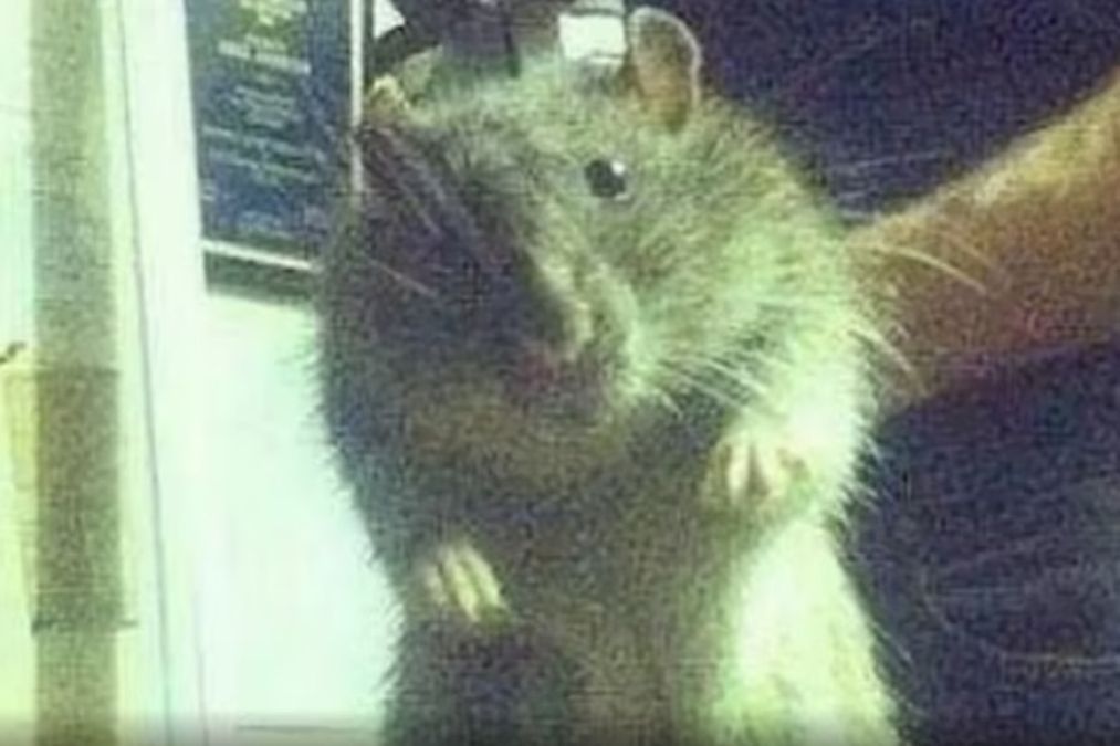 City Where Rats Rule the Roost! These Giant Four Foot Creatures are Now ...