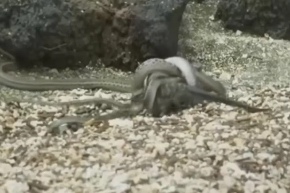 Animal Viral Video: When Life is at Stake! Iguana runs for Cover as ...