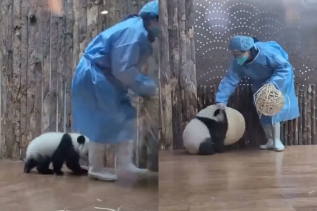 Animal Viral Video: Cuteness Personified! Panda's fun with the ...