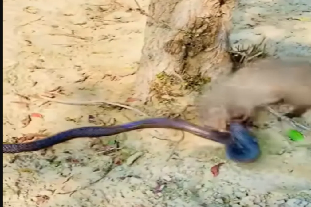 Viral Video: Bravery at its Best! Fearless Mongoose Takes on Giant ...