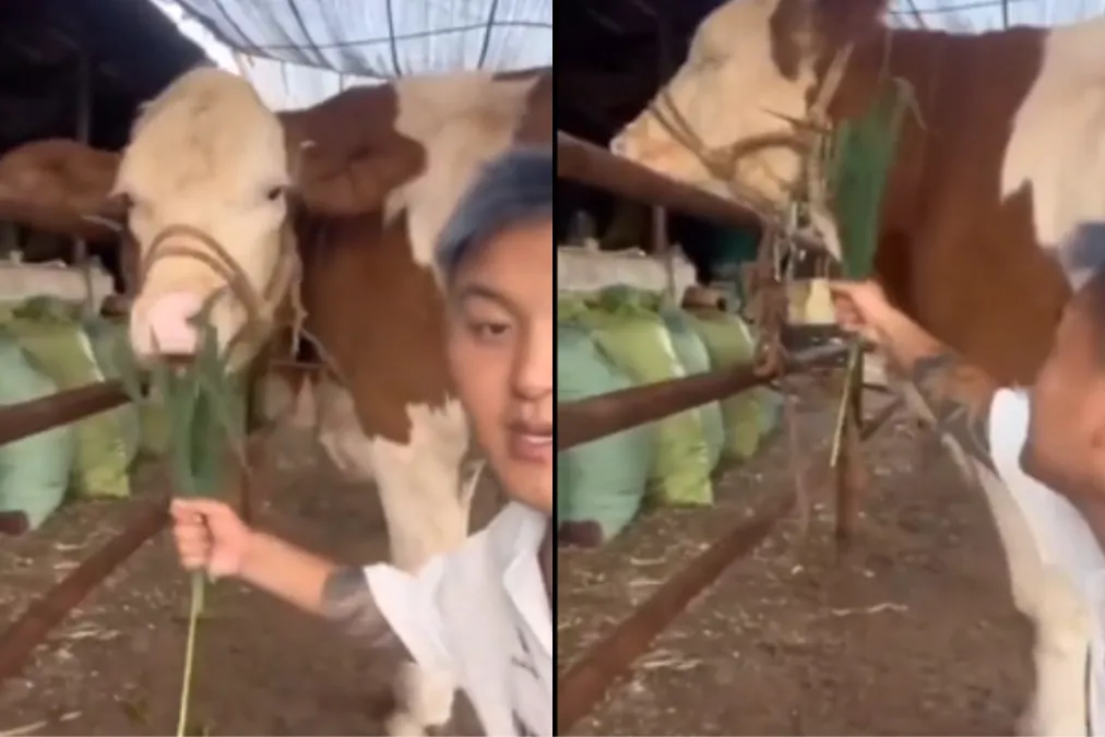 Animal Viral Video: Most Venerated! Man Playfully Teases Cow, Her ...