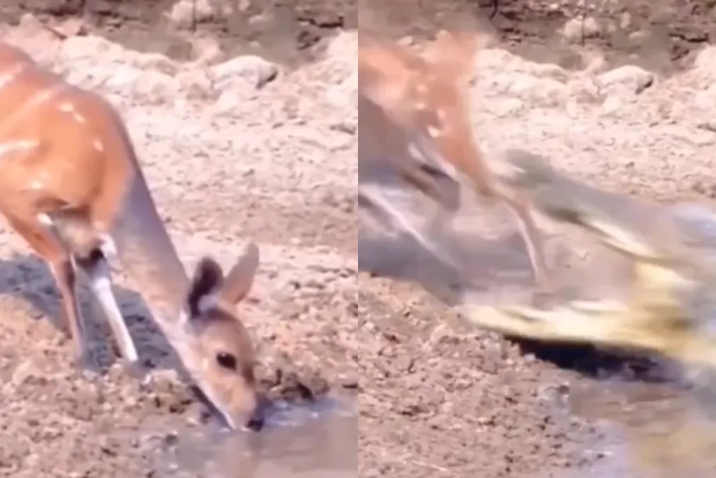 Animal Viral Video: Unbelievable! Crocodile's Ferocious Attack On Deer ...