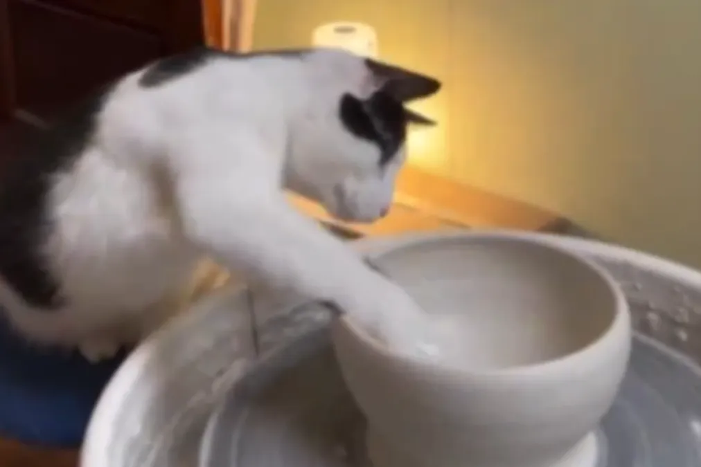 Animal Viral Video: Wah! Cat Turns Potter, the Outcome is Worth a Watch