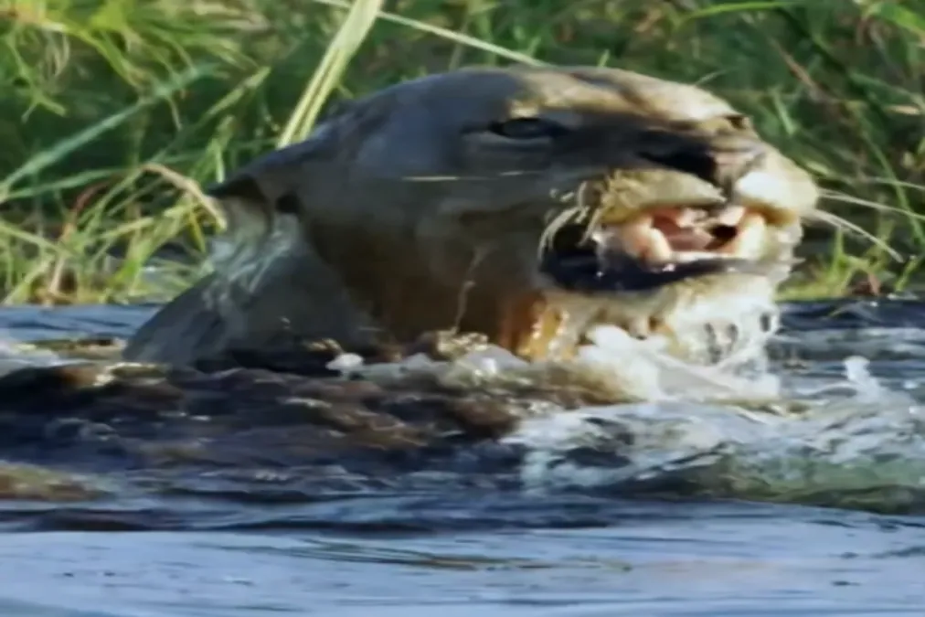 Animal Viral Video: EPIC! Crocodile Pounces on Lion Brothers, the ...