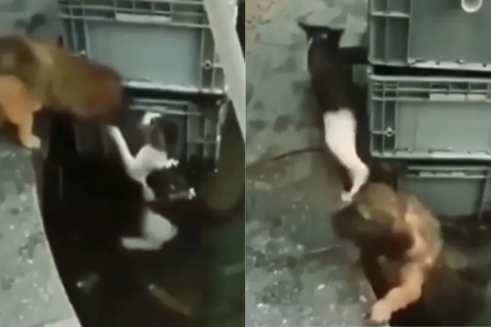 Animal Viral Video: Fearless Dog Risks Life to Save Unfaithful Cat from ...