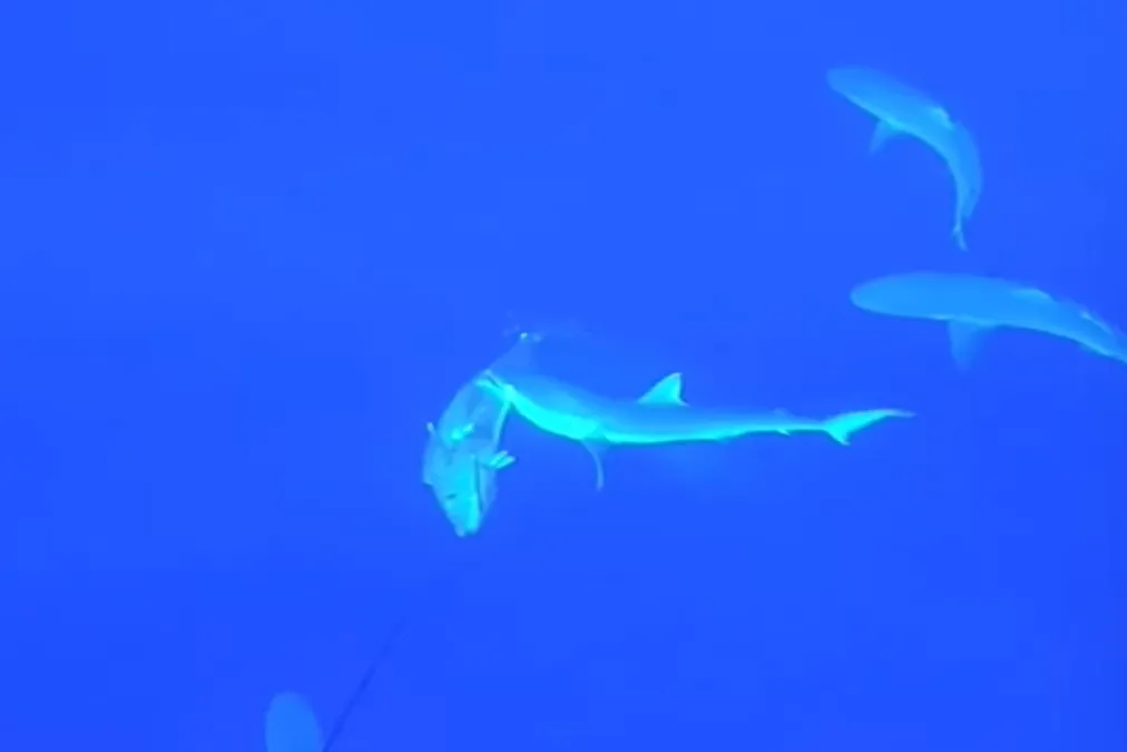 Viral Video: Nature's raw power on display! Sharks Feed on Fish in Rare ...