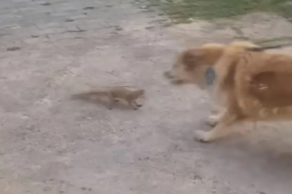 Animal Viral Video: Brave! Little Mongoose Challenges Dog in a Fierce ...