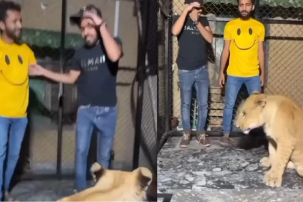 Animal Viral Video: Babar Azam Lookalike Locks Himself in Cage With ...