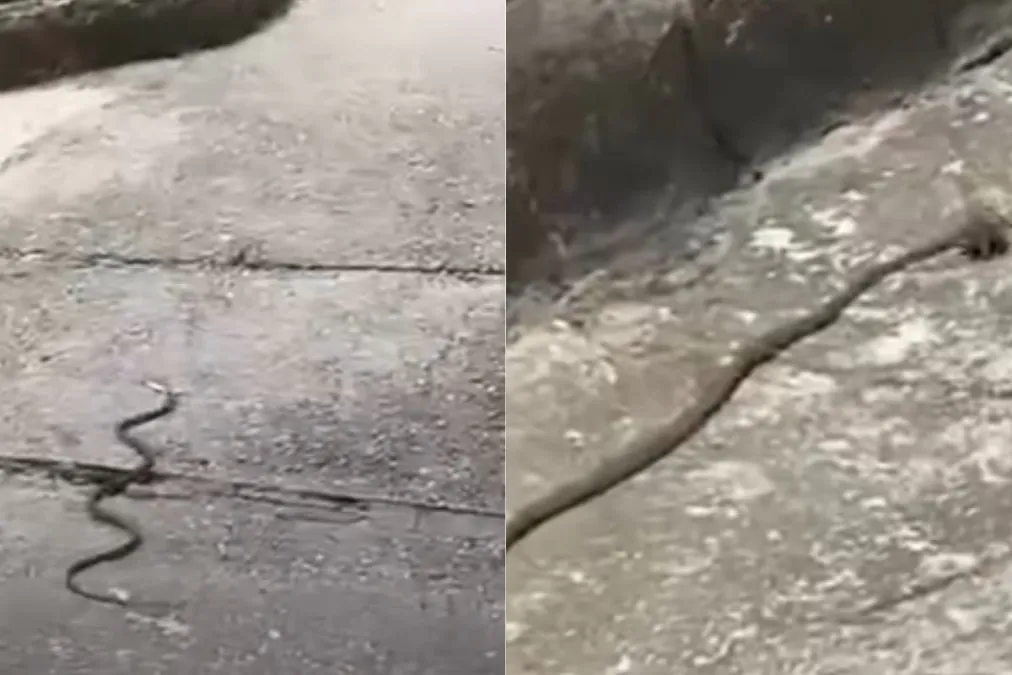 Viral Video: Jaw Dropping! Snake's 100m Dash to Catch Gecko Caught on ...