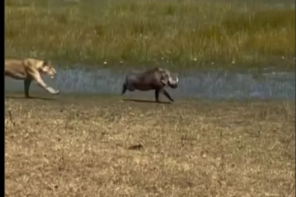 Animal Viral Video: Top Speed! Lion Attacks Warthog Ferociously, Battle ...