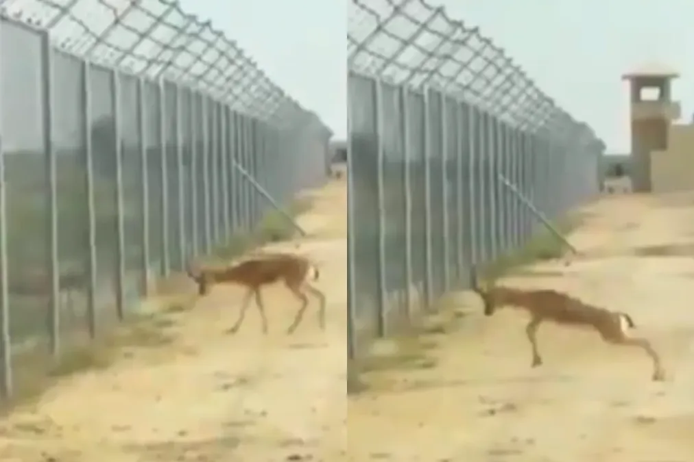 Animal Viral Video: Epic! Indian and Pakistani Deer Clash at Border ...