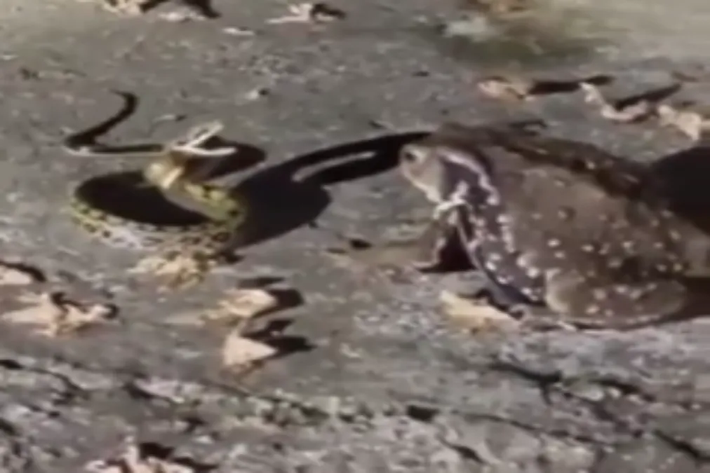 Animal Viral Video: First Time Ever! Snake and Frog's Fight for ...