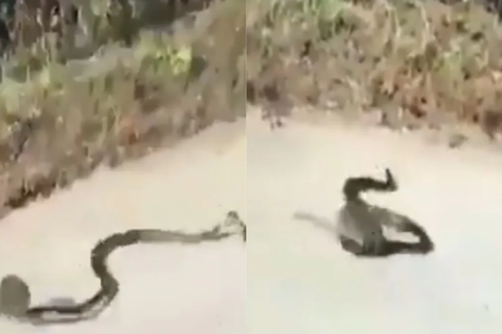 Animal Viral Video: Unbelievable! Rodent Puts Her Life at Stake, Fights ...