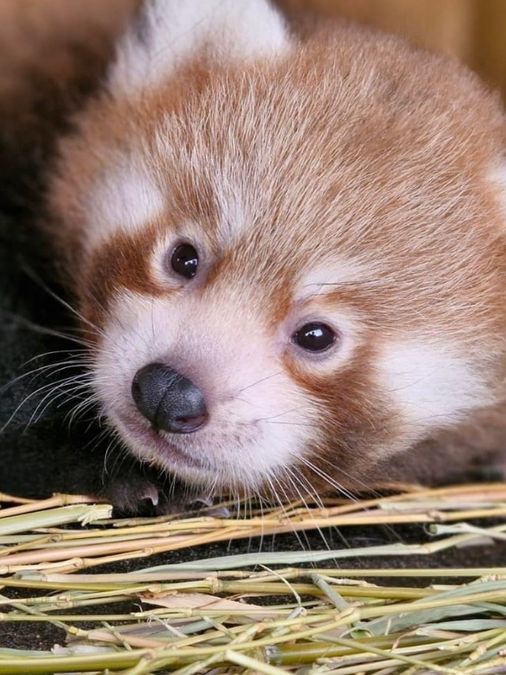 6 National Parks in India Where You Can Spot Red Pandas in the Wild