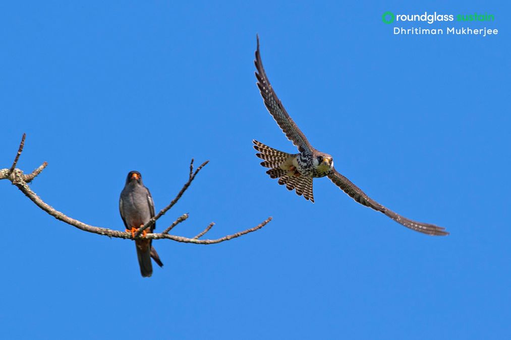 Nagaland’s Pangti Village: The Inspiring Amur Falcon Conservation ...