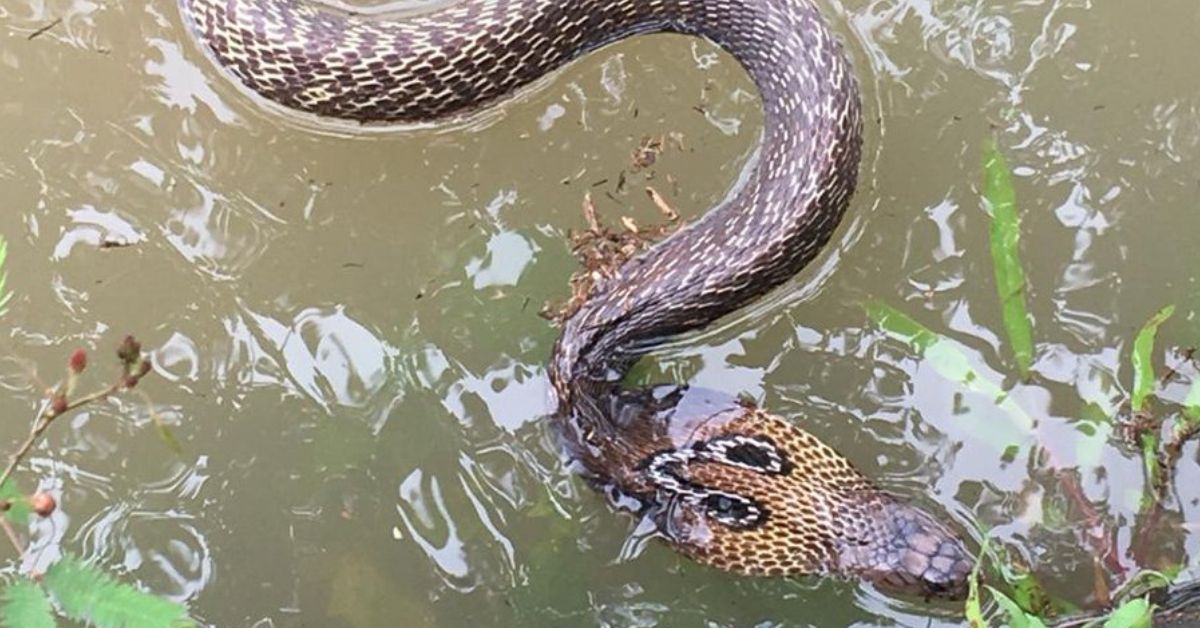 IIT Delhi's New Anti-Venom Cuts Cost, Spells Boon for Kerala! %%page ...