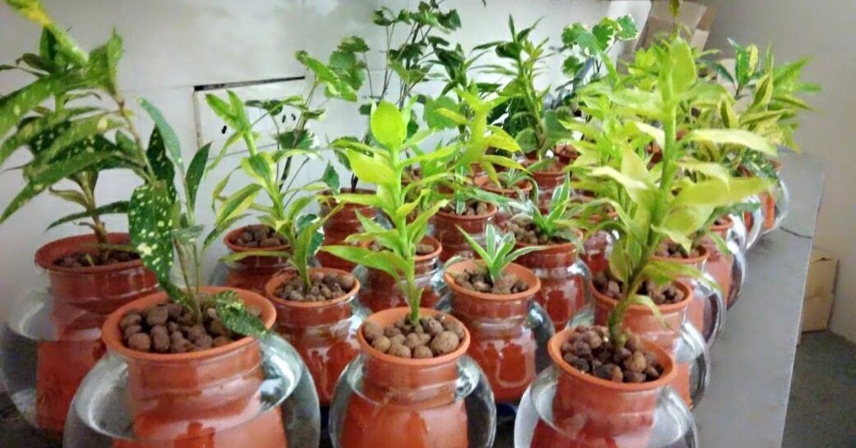 NID Grad’s Self-Watering System Keeps Plants Alive For 15 Days, Doesn’t ...