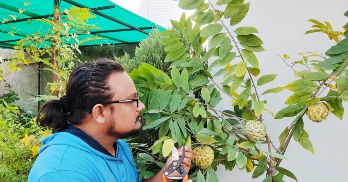 How To Grow Custard Apples At Home? Gardener Shares Step-By-Step Guide