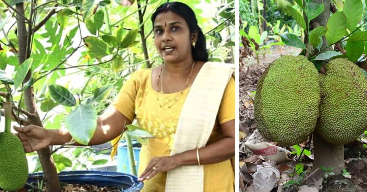 Easy Guide to Growing Jackfruit with Kids: Tips from Kerala Home Gardener