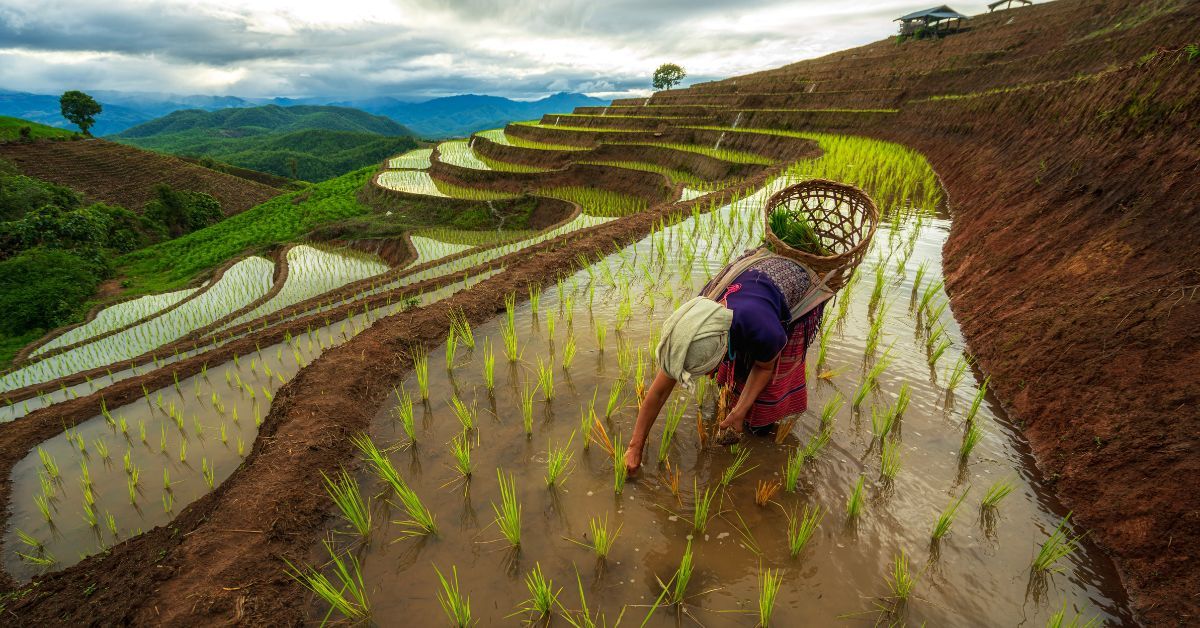Zabo and Apatani: Traditional Water-Farming Systems of Northeast India