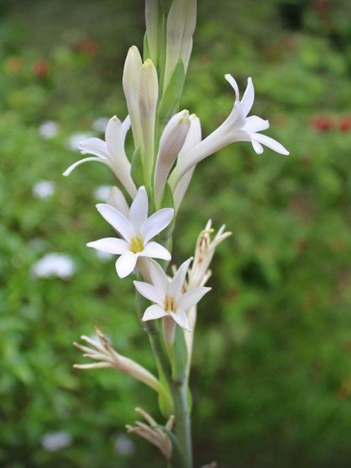 How to Grow Tuberose or 'Rajnigandha' Flowers At Home? Urban Gardener ...