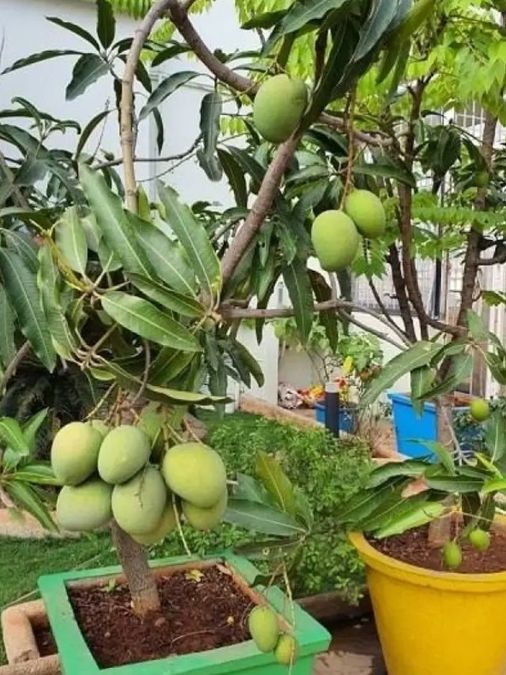 How to Turn Your Balcony Into a Mini Mango Orchard