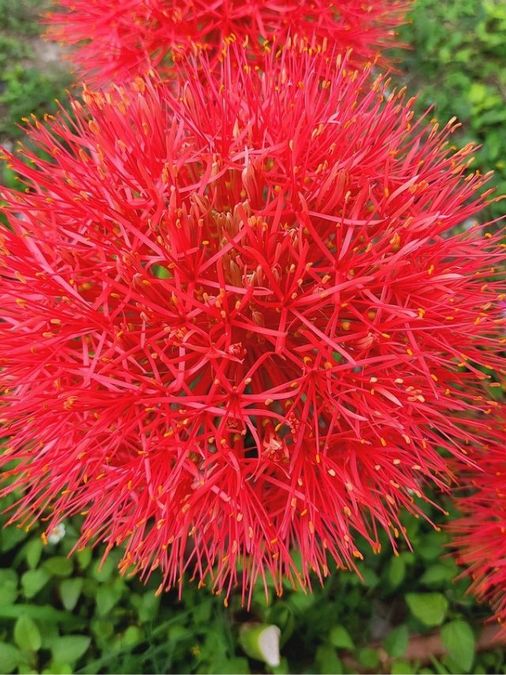 Rare Monsoon Flower in Goa Blooms for Days Then Vanishes When the Rains ...